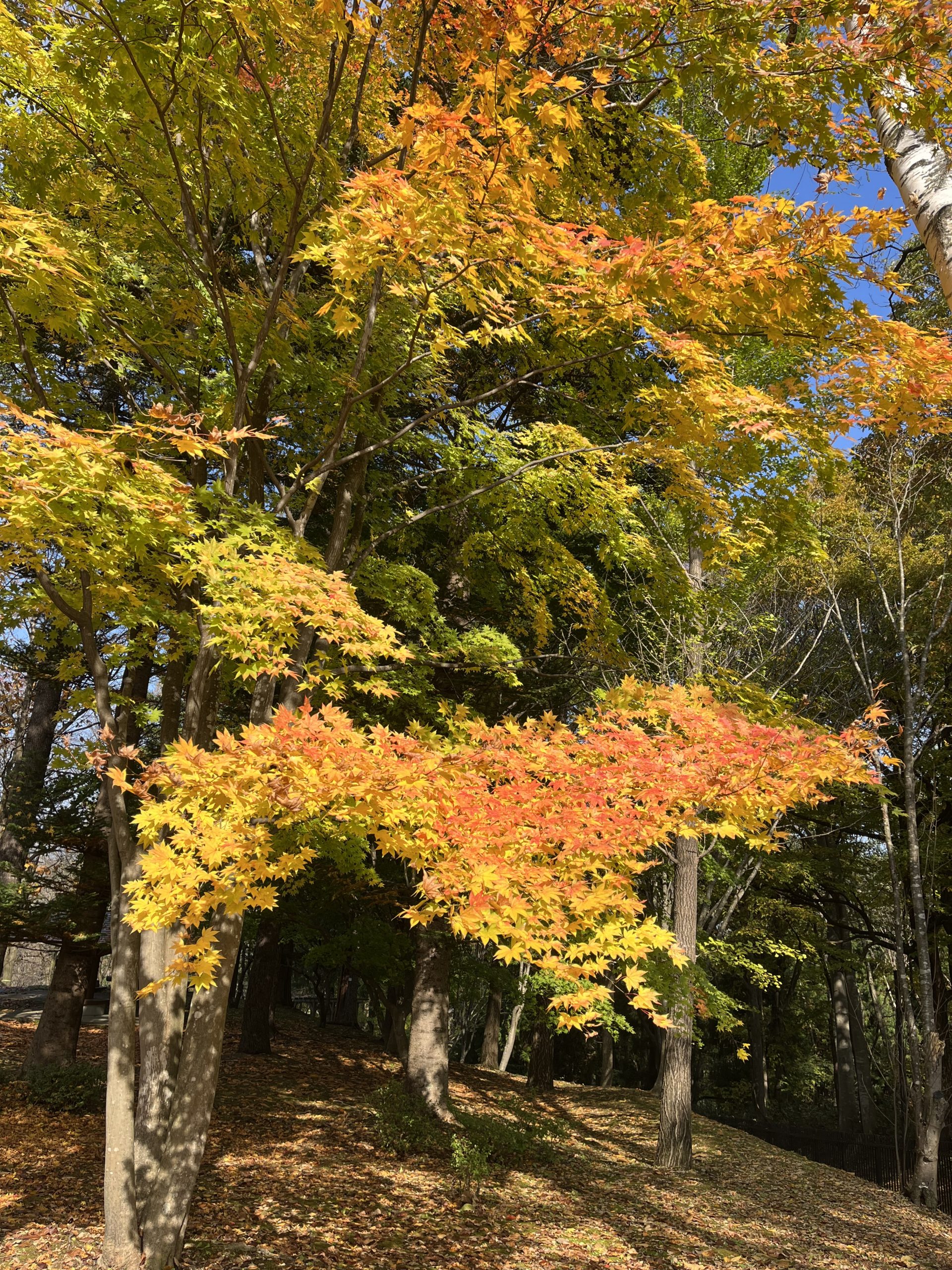 IMG_2759 – 電話工事、LAN工事、通信工事、青森県、八戸市の角田通信工業